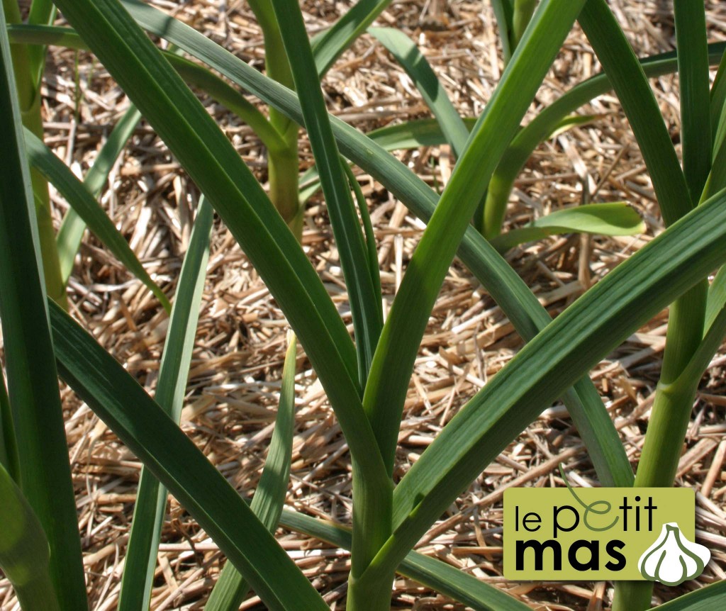 fleur d’ail le petit mas 2 | Le Petit Mas