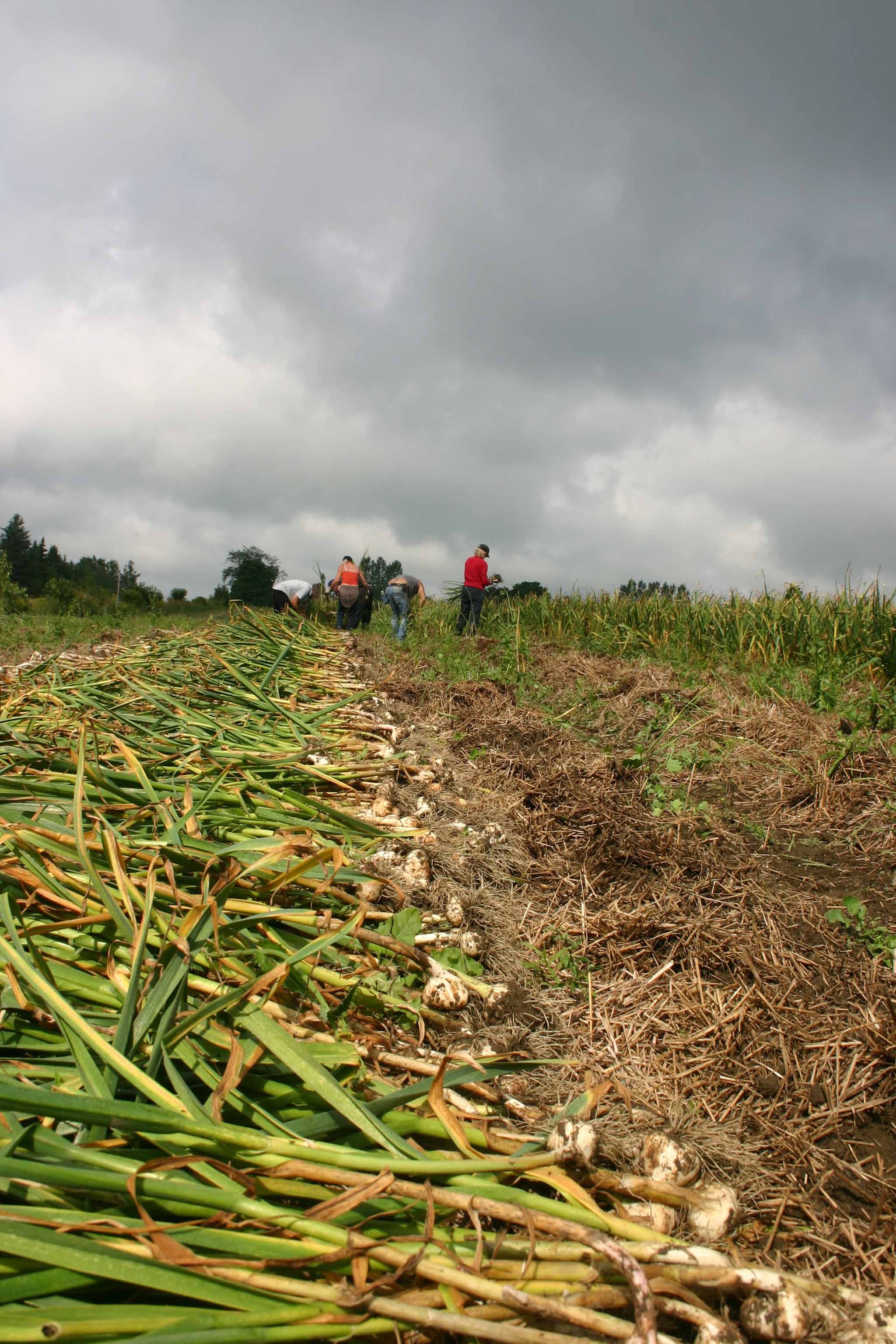 récolte ail du Québec 2014 | Le Petit Mas